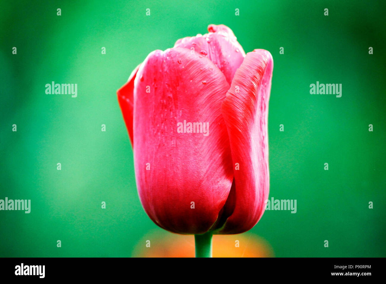 Flowers in Devon Stock Photo - Alamy