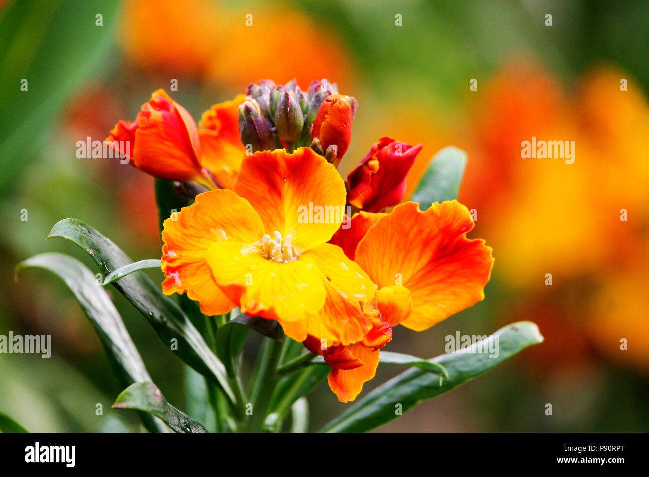 Flowers in Devon Stock Photo - Alamy