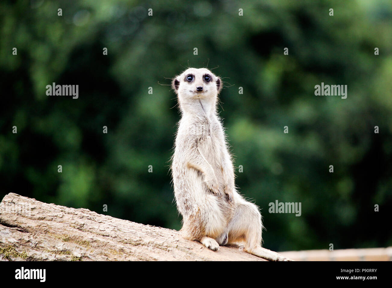 Meerkat habitat hi-res stock photography and images - Alamy