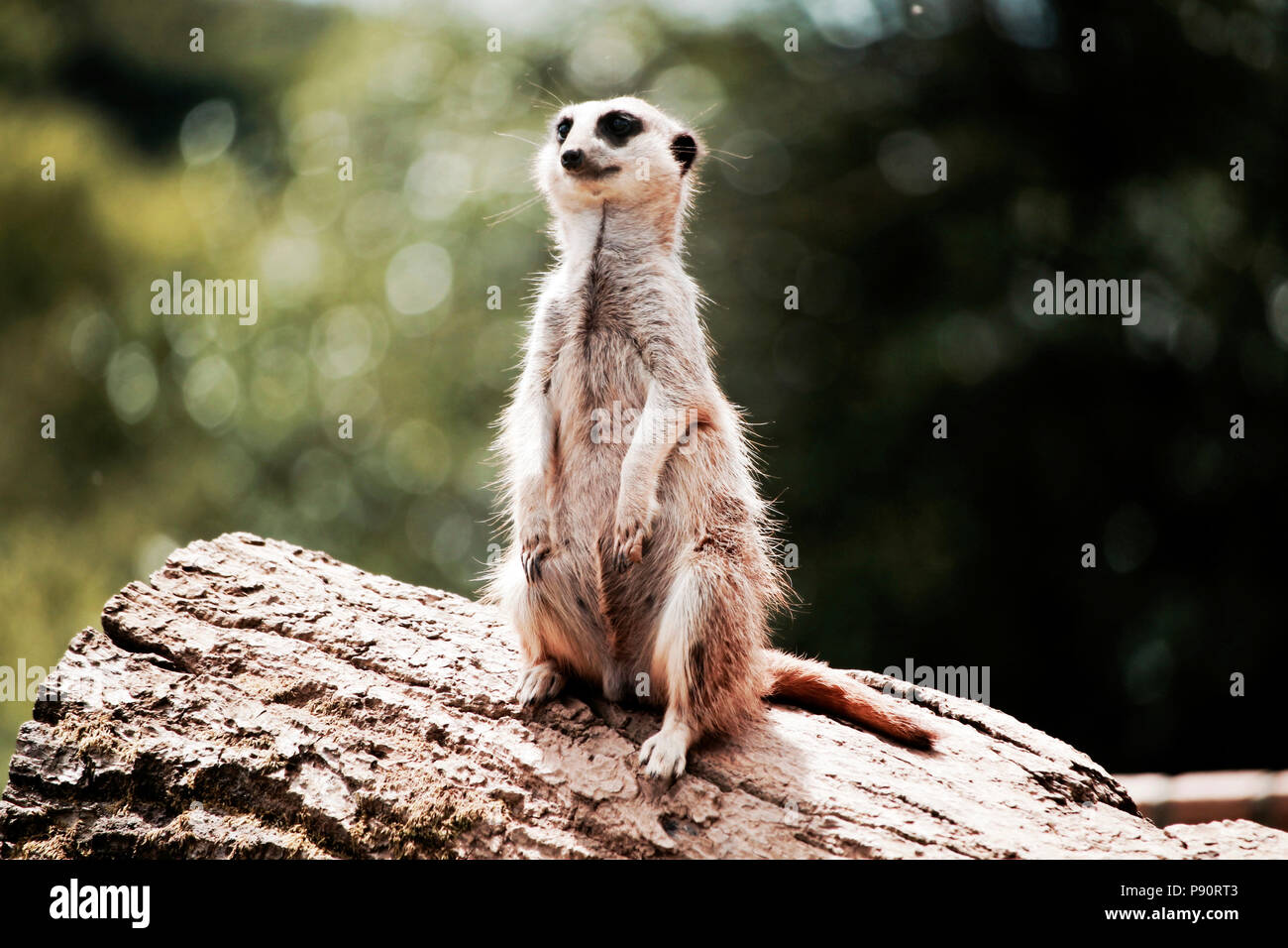 Meerkat beautiful hi-res stock photography and images - Alamy
