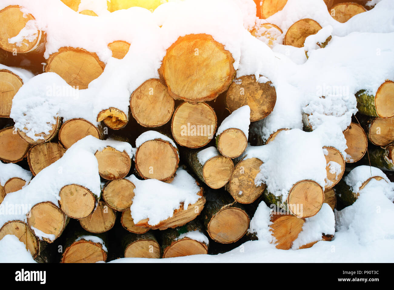 Logging stack in the forest during the winter Stock Photo - Alamy