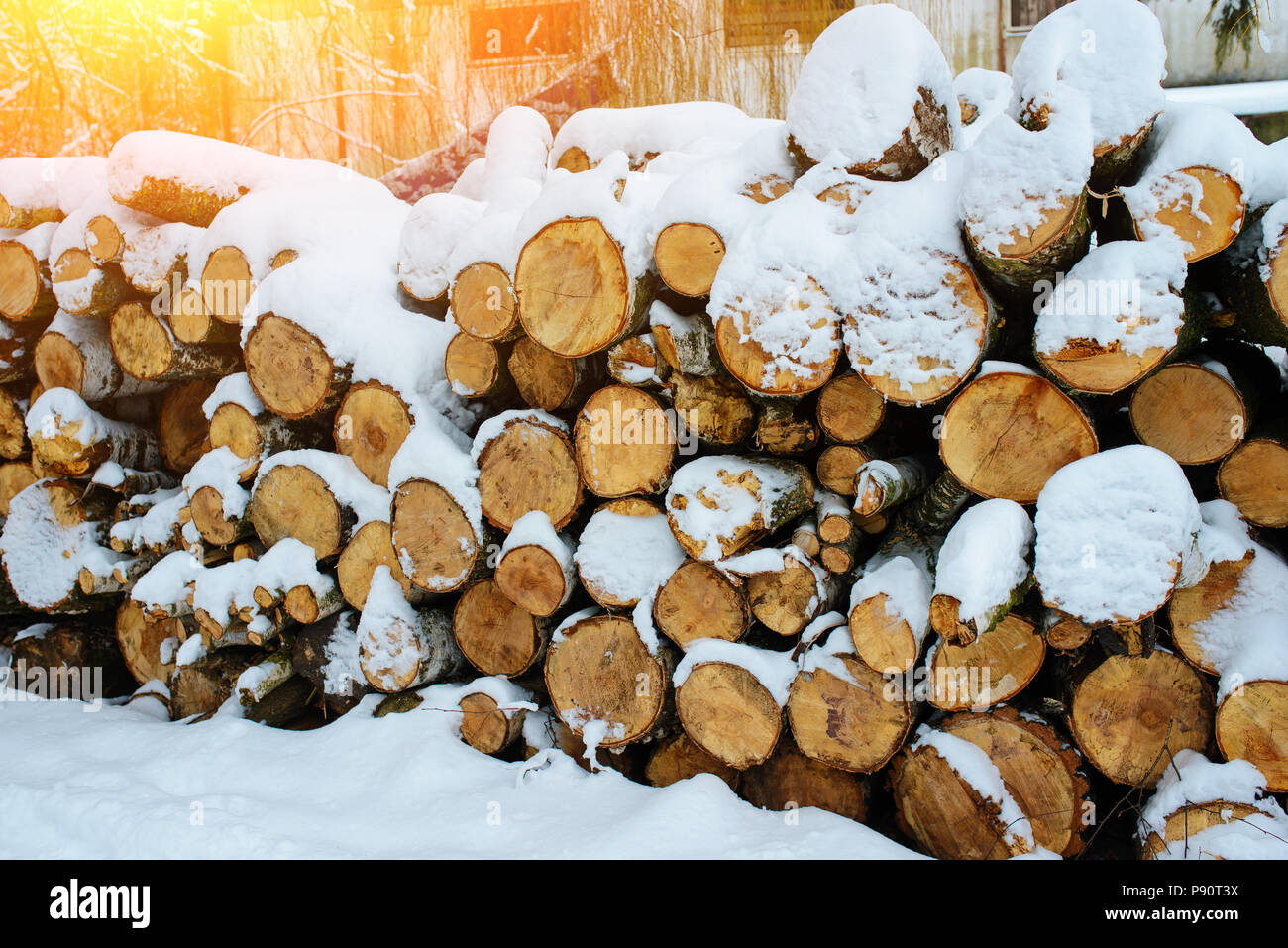 Logging stack in the forest during the winter Stock Photo - Alamy