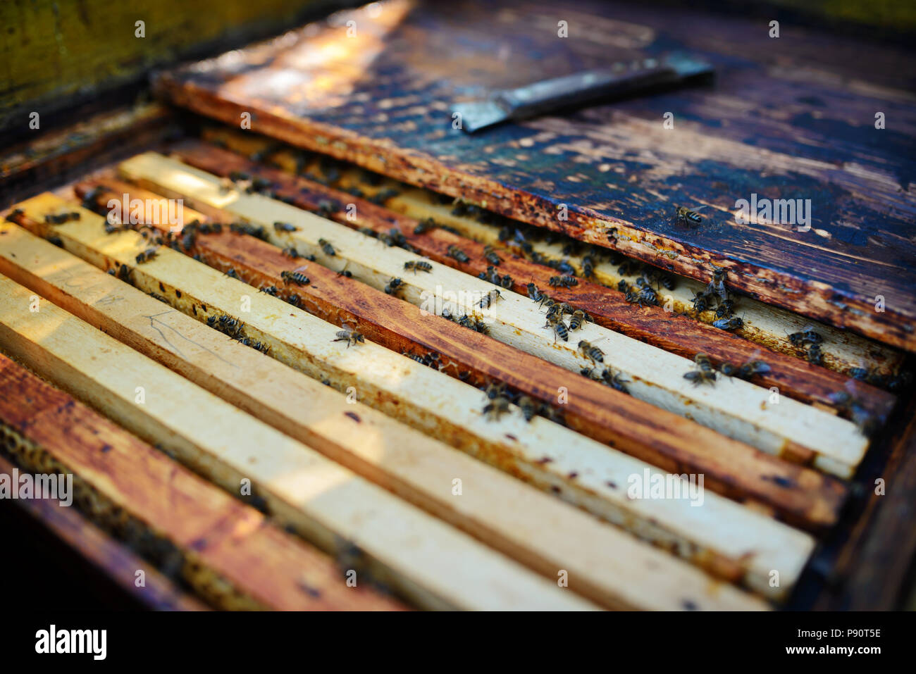 Beehive labor hi-res stock photography and images - Alamy