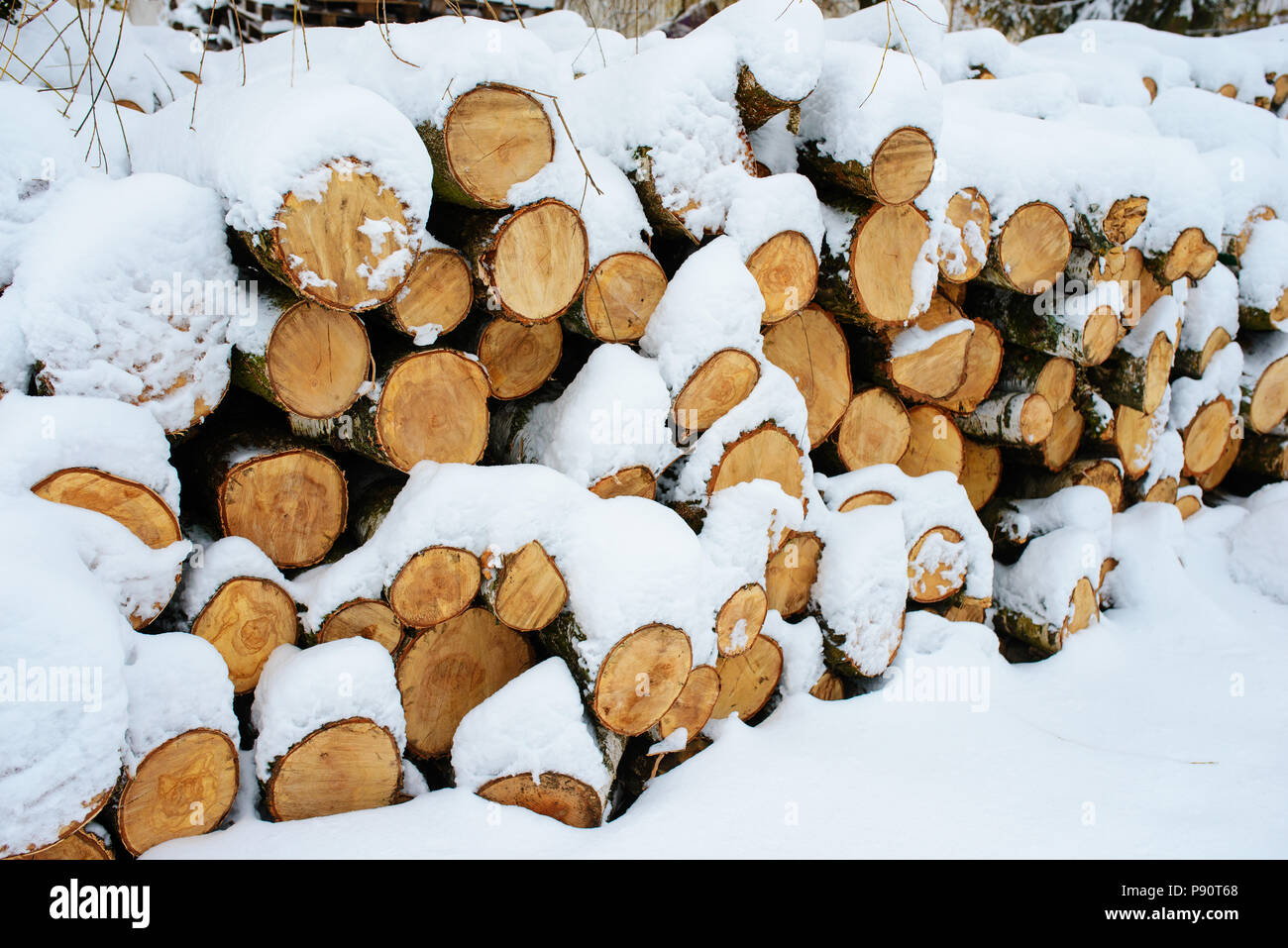 Logging stack in the forest during the winter Stock Photo - Alamy