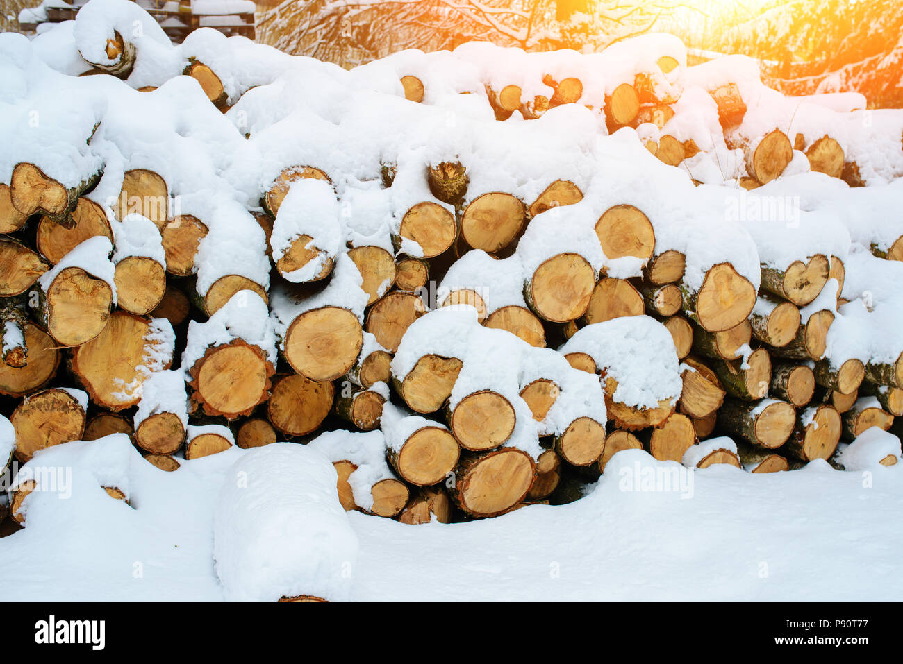 Logging stack in the forest during the winter Stock Photo - Alamy