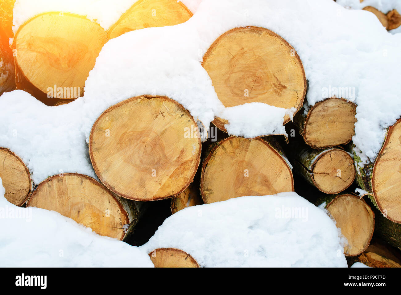 Logging stack in the forest during the winter Stock Photo - Alamy