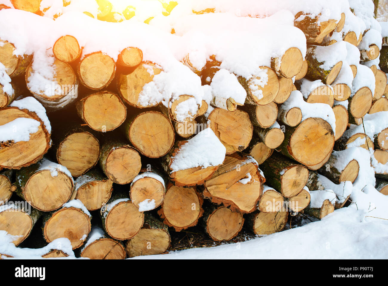 Logging stack in the forest during the winter Stock Photo - Alamy