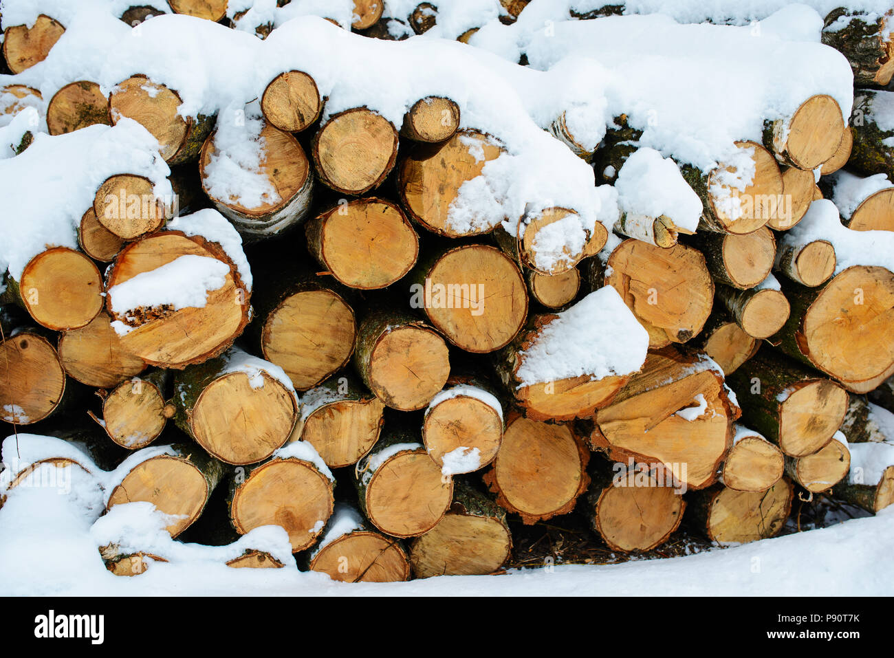 Logging stack in the forest during the winter Stock Photo - Alamy