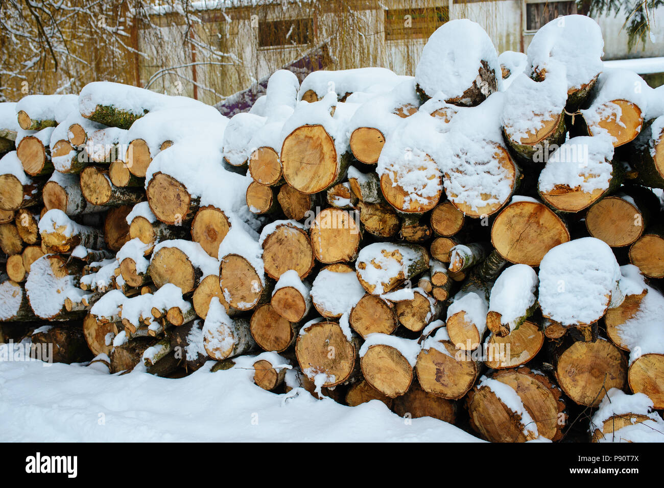 Logging stack in the forest during the winter Stock Photo - Alamy