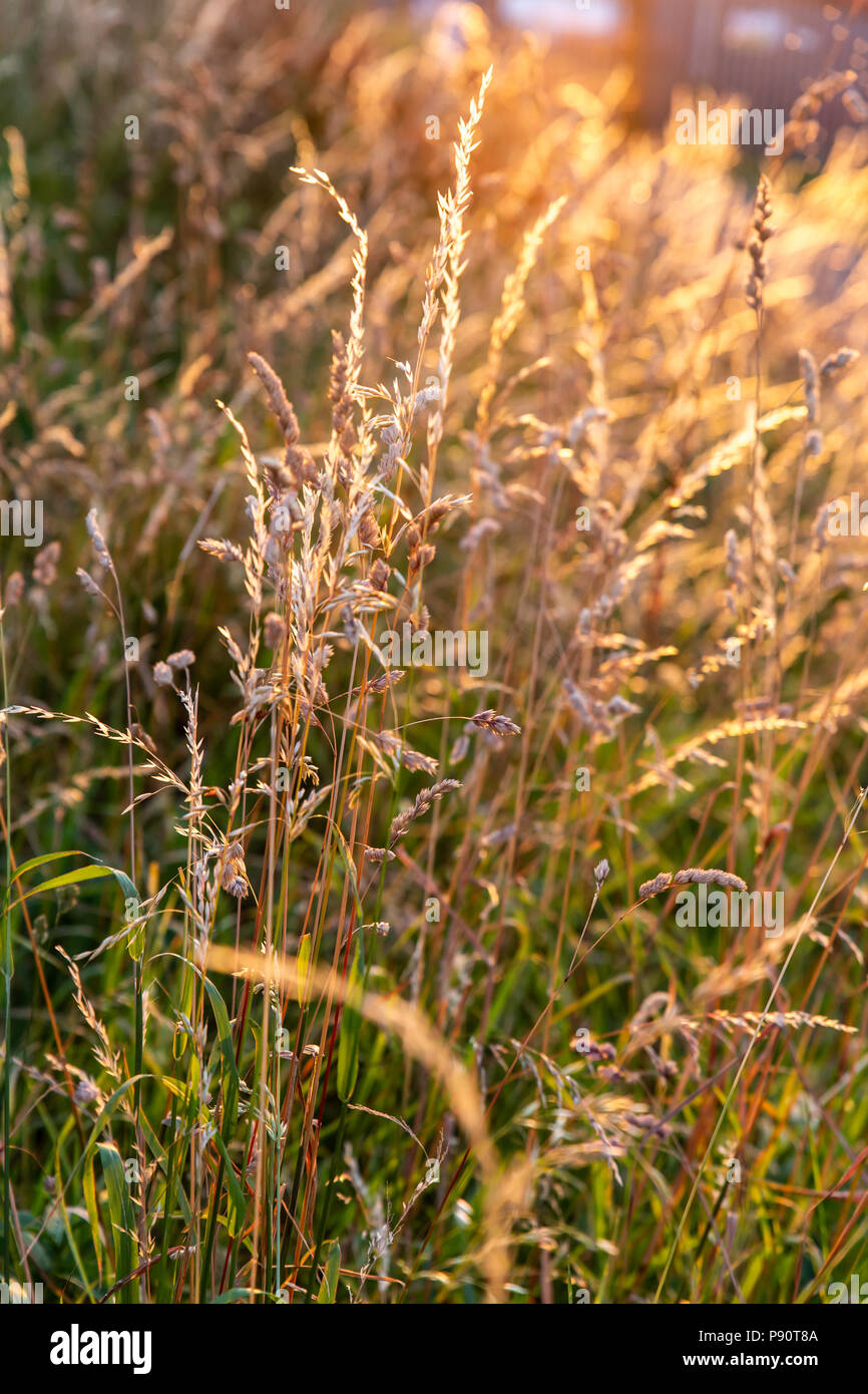 Sunlit wild Grasses, UK, England, Great Britain Stock Photo - Alamy