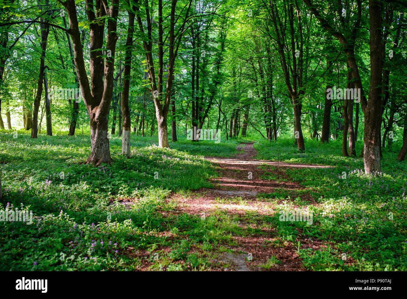 Beechtree forest hi-res stock photography and images - Alamy