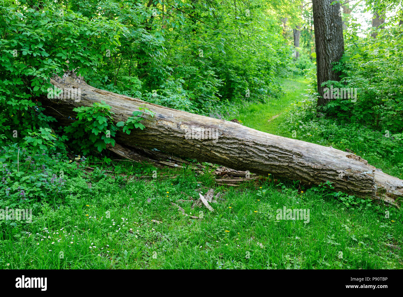 Track Blocked By Fallen Tree High Resolution Stock Photography and ...