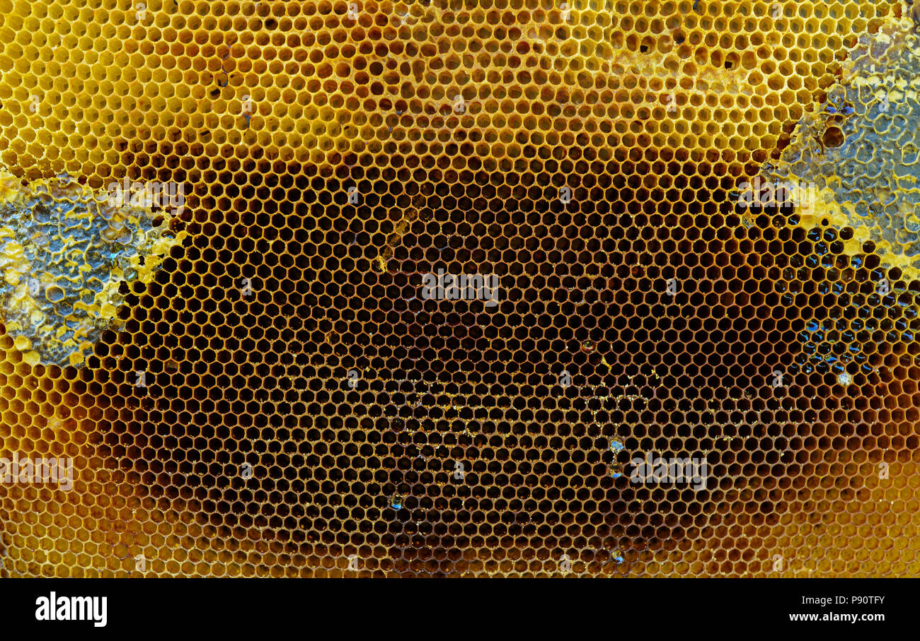 honey comb with honey as a background Stock Photo - Alamy
