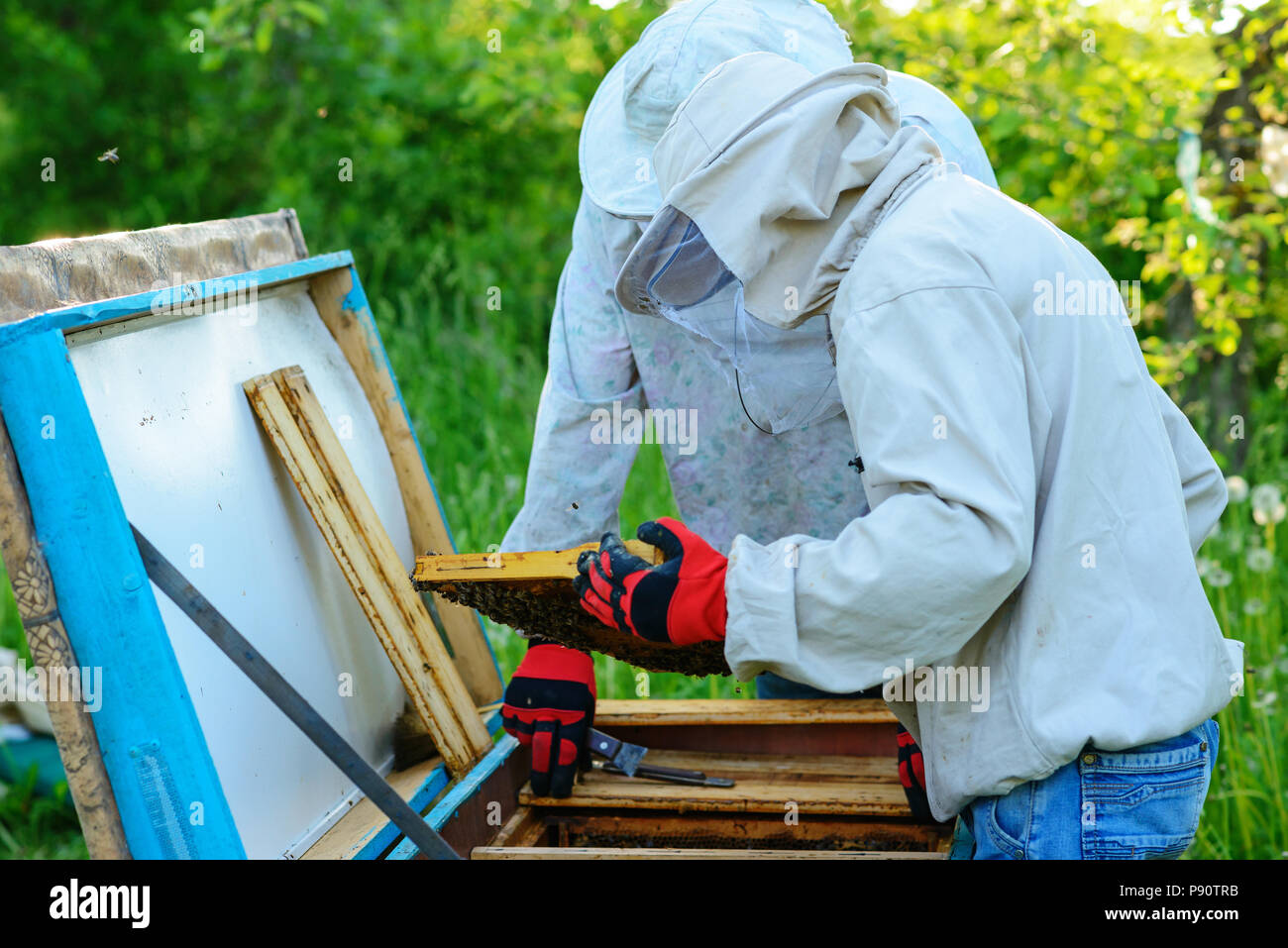 Two beekeepers work on an apiary. Summer Stock Photo - Alamy