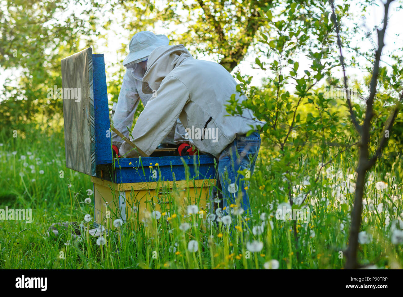 Beekeepers work hi-res stock photography and images - Alamy