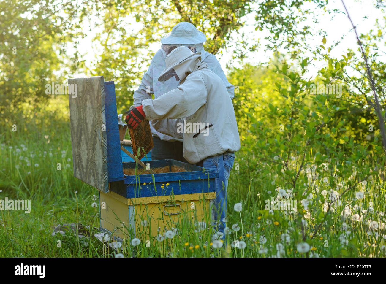 Beekeepers work hi-res stock photography and images - Alamy