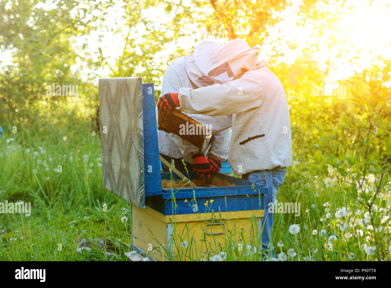 Two beekeepers work on an apiary. Summer Stock Photo - Alamy