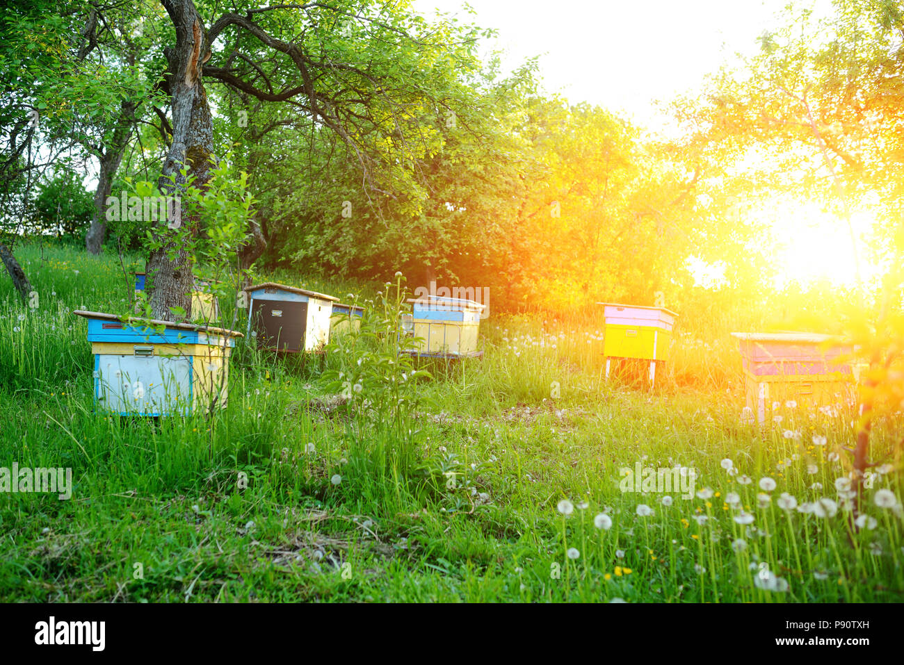 Polish landscape with beehives on ecological field Stock Photo - Alamy
