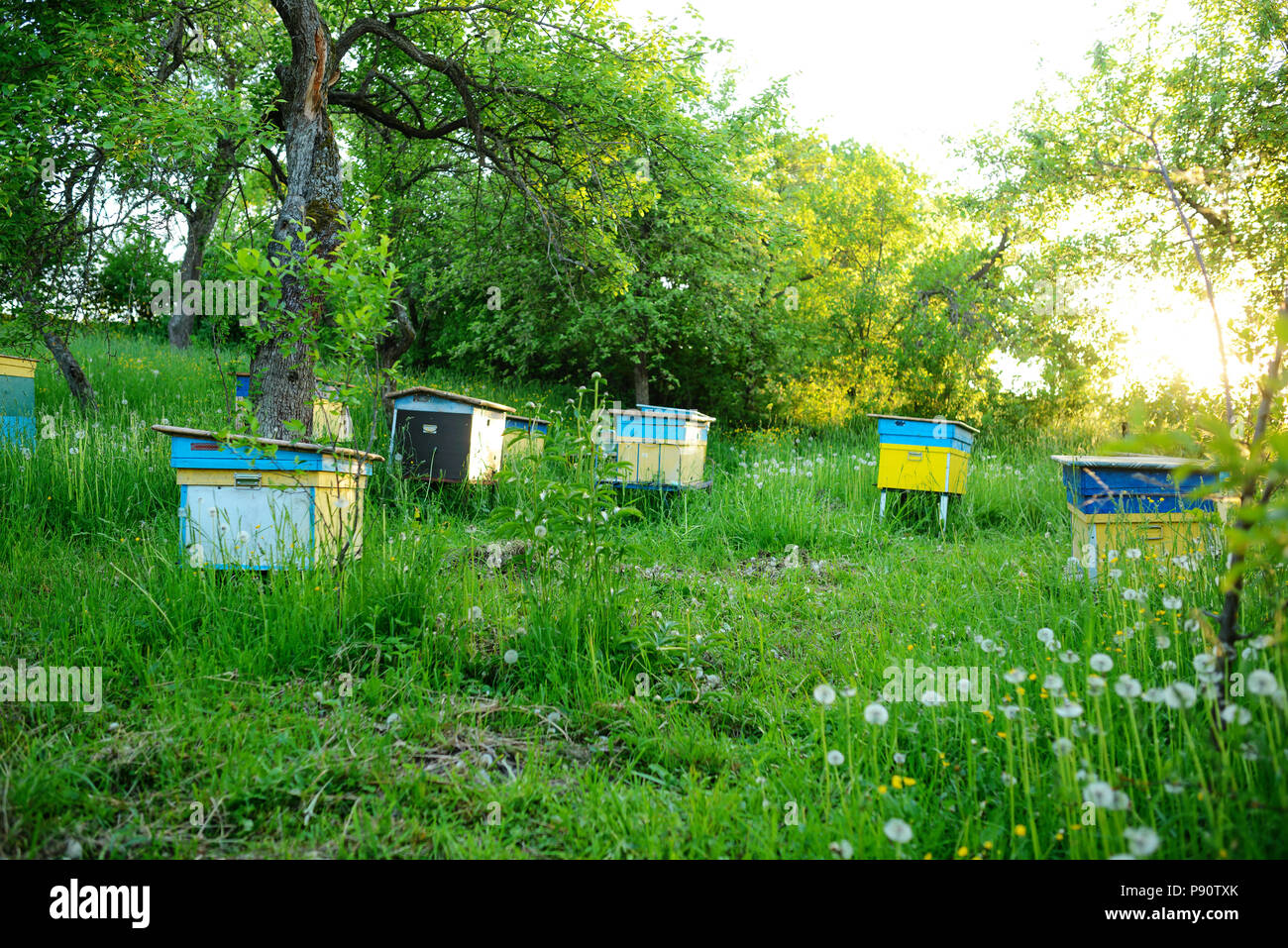 Polish landscape with beehives on ecological field Stock Photo - Alamy