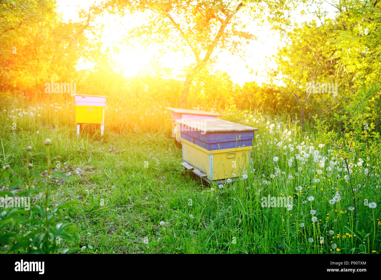 Polish landscape with beehives on ecological field Stock Photo - Alamy