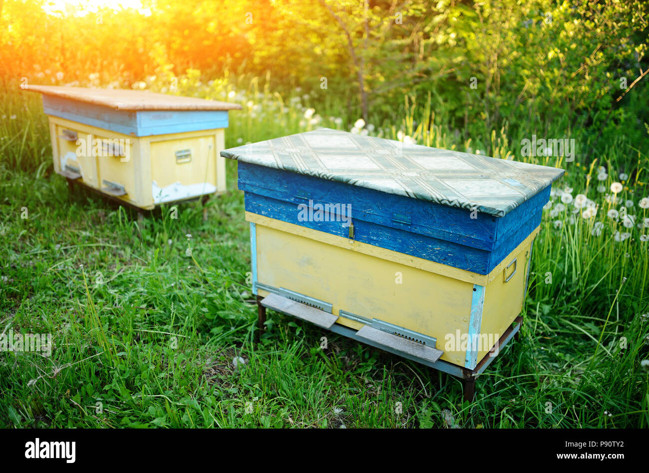 Polish landscape with beehives on ecological field Stock Photo - Alamy