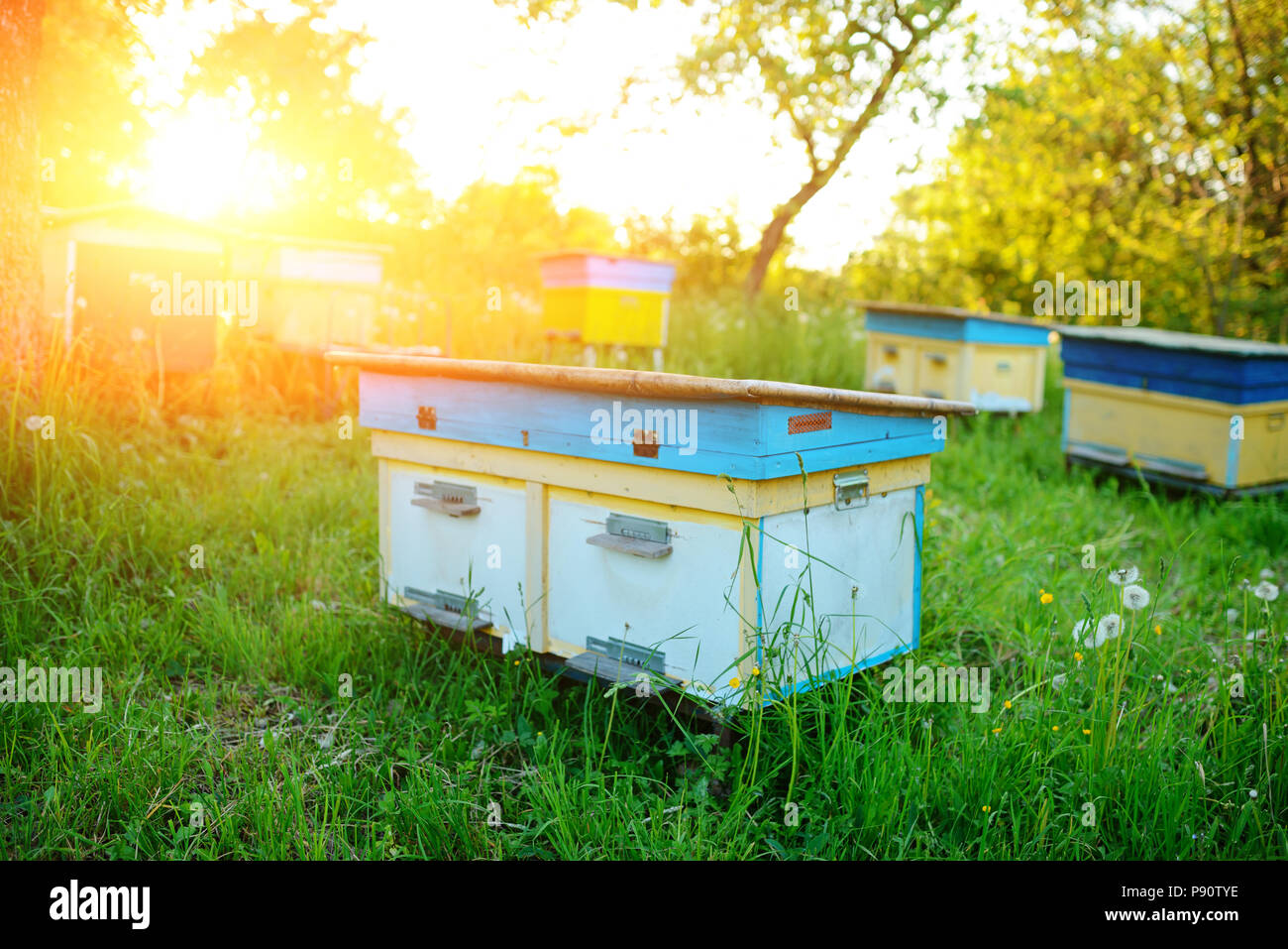 Polish landscape with beehives on ecological field Stock Photo - Alamy