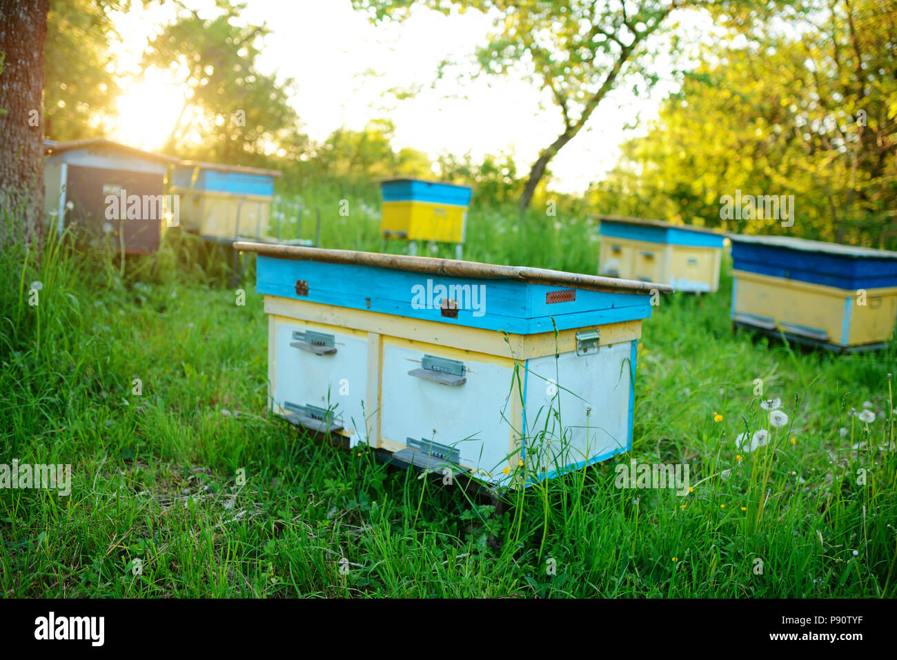 Polish landscape with beehives on ecological field Stock Photo - Alamy