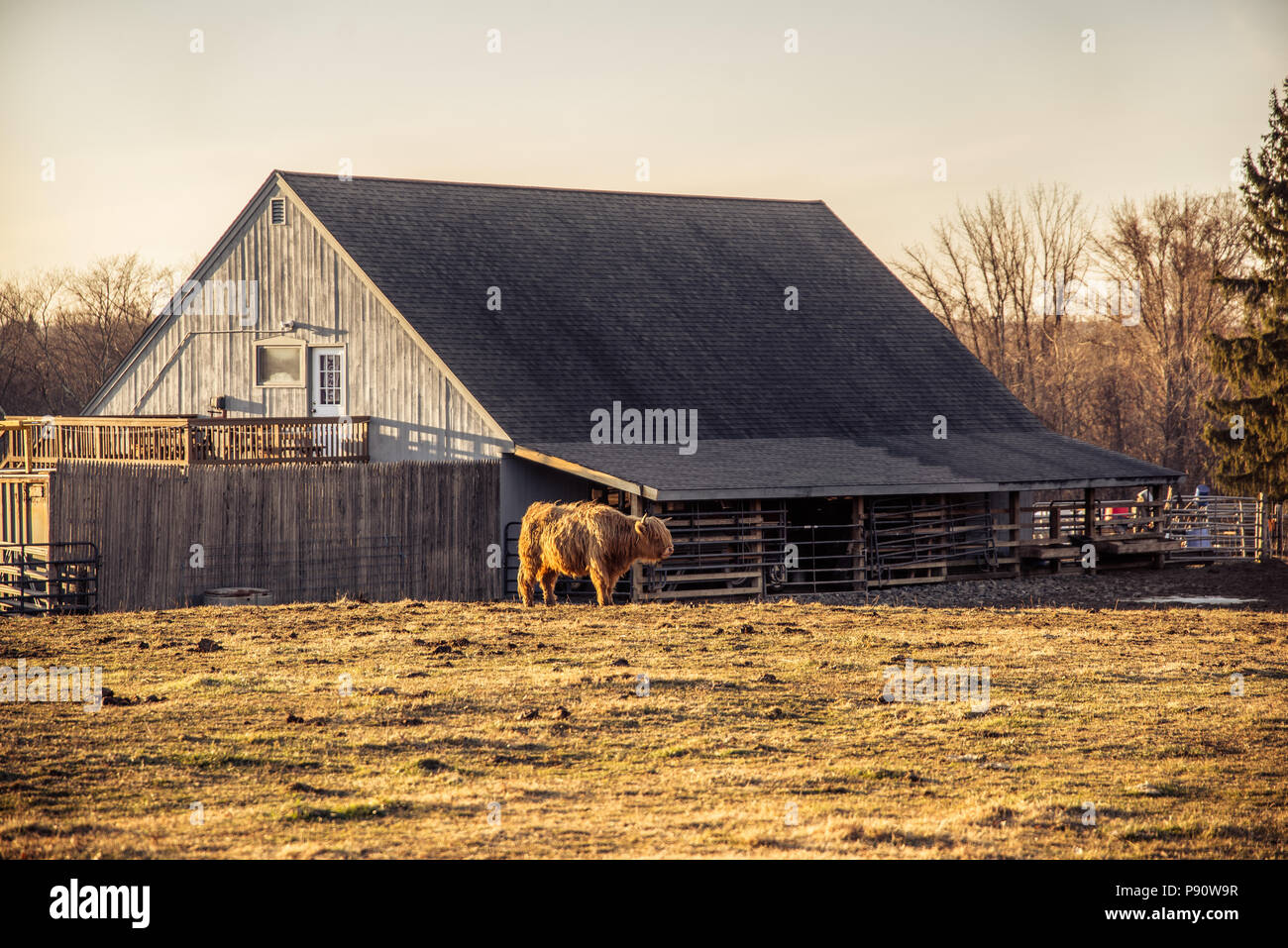 Cattle next to an old farm building in Connecticut Stock Photo - Alamy