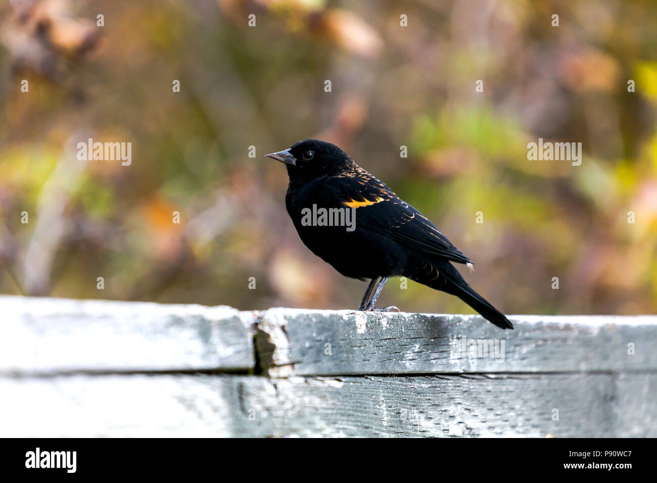 Autumn colors around Lake Boivin, Granby, Eastern Townships, Quebec ...