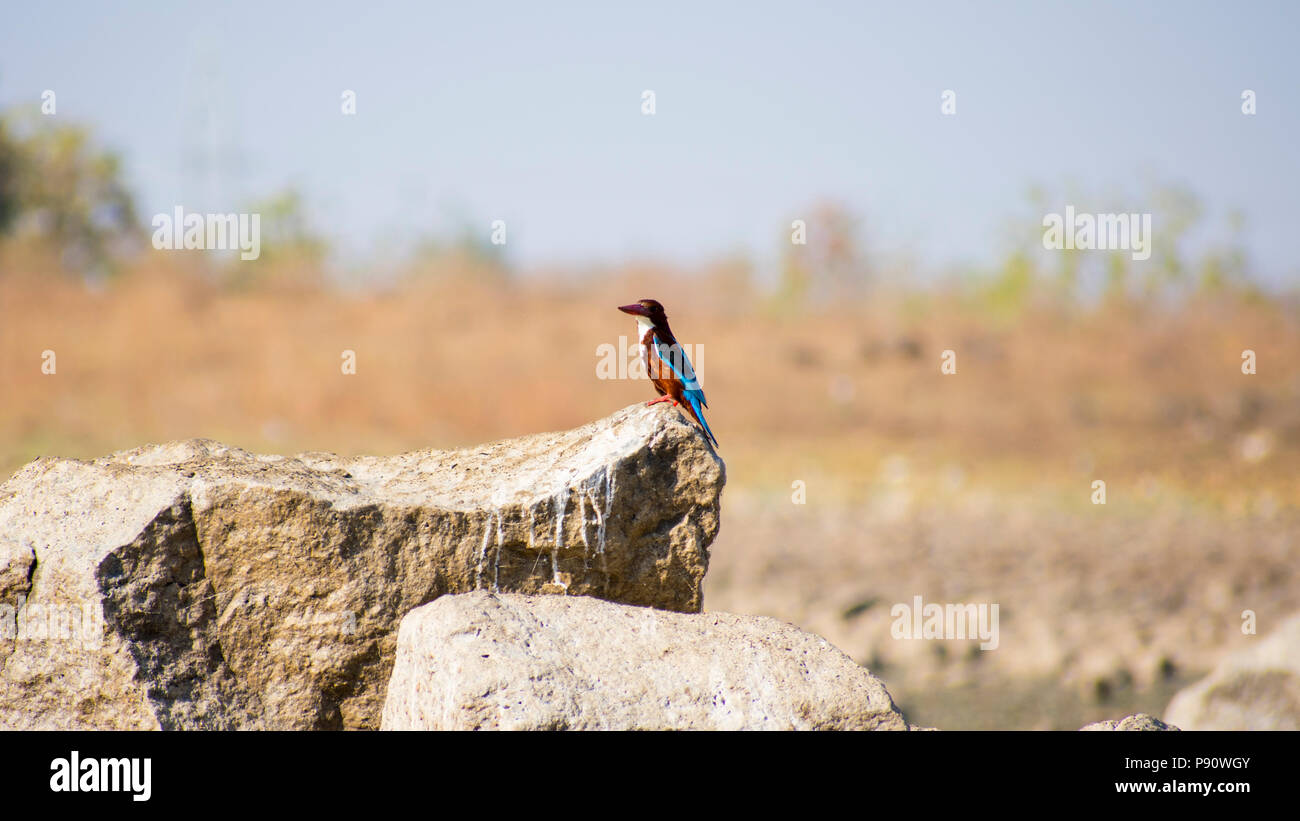 Common kingfisher sitting on rock Stock Photo - Alamy