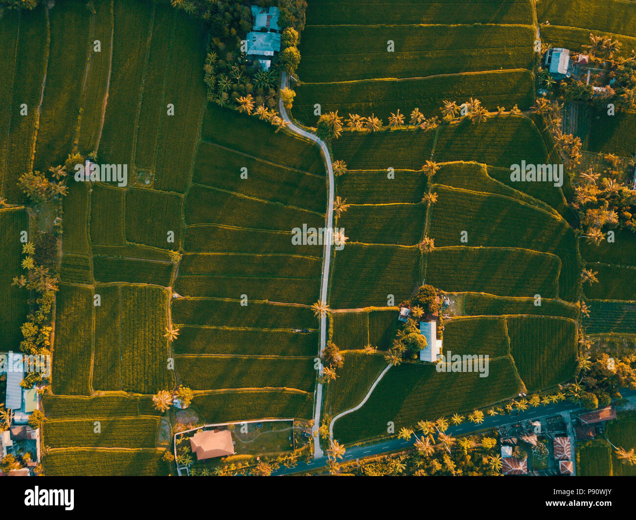Aerial drone ricefield hi-res stock photography and images - Alamy