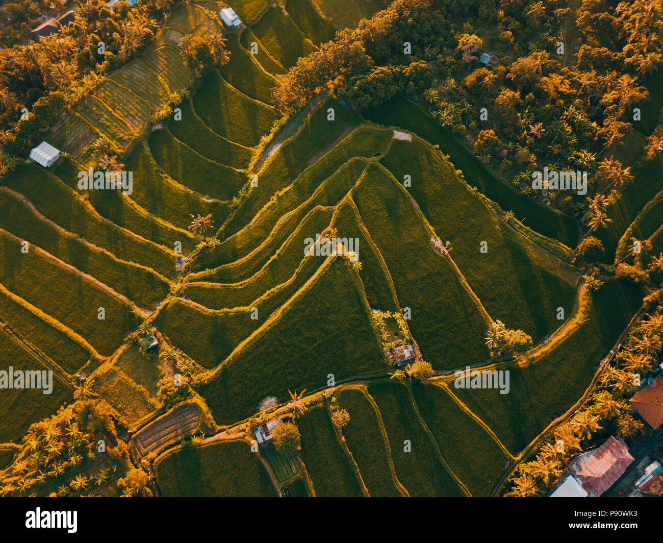 typical rice fields in Bali Stock Photo - Alamy