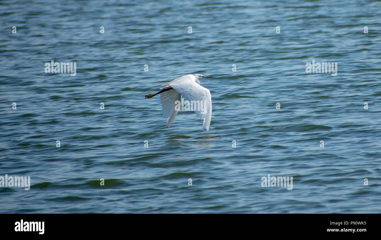 Indian birds name with picture hi-res stock photography and images - Alamy