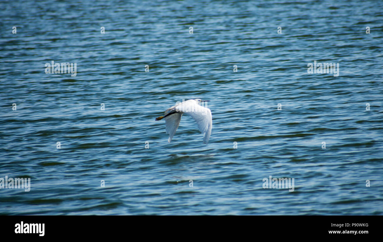 Indian bagula hi-res stock photography and images - Alamy