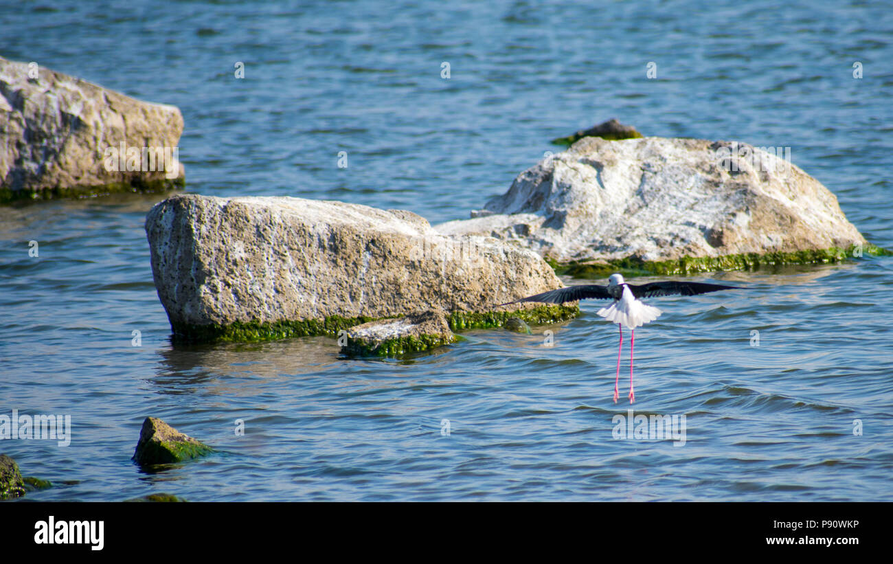 Black stilt in bhopal hi-res stock photography and images - Alamy