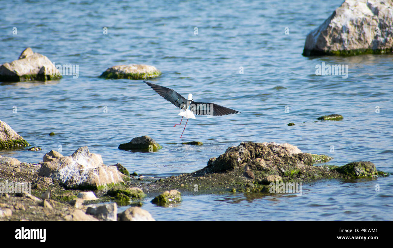 Black wing stilt landing on rock in lake Stock Photo - Alamy