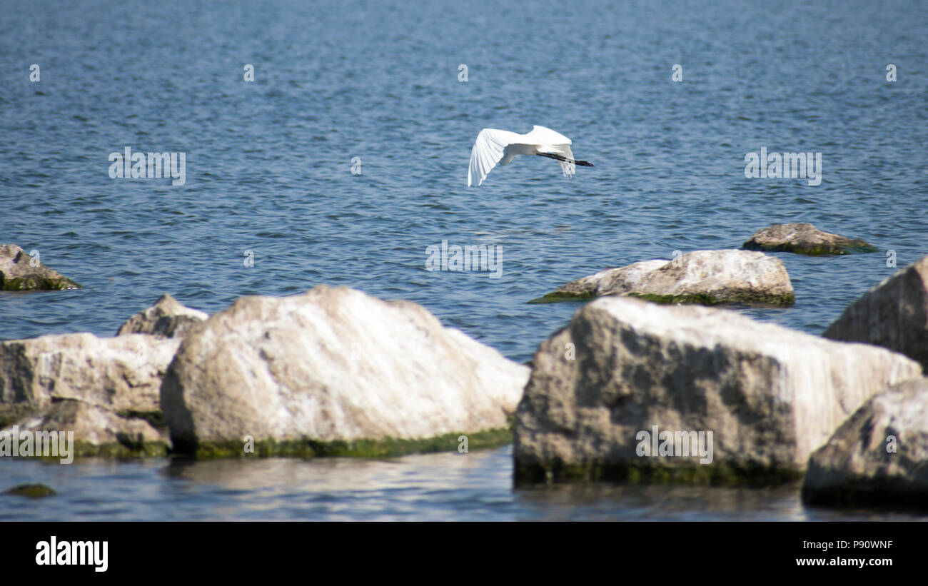 Indian bagula hi-res stock photography and images - Alamy