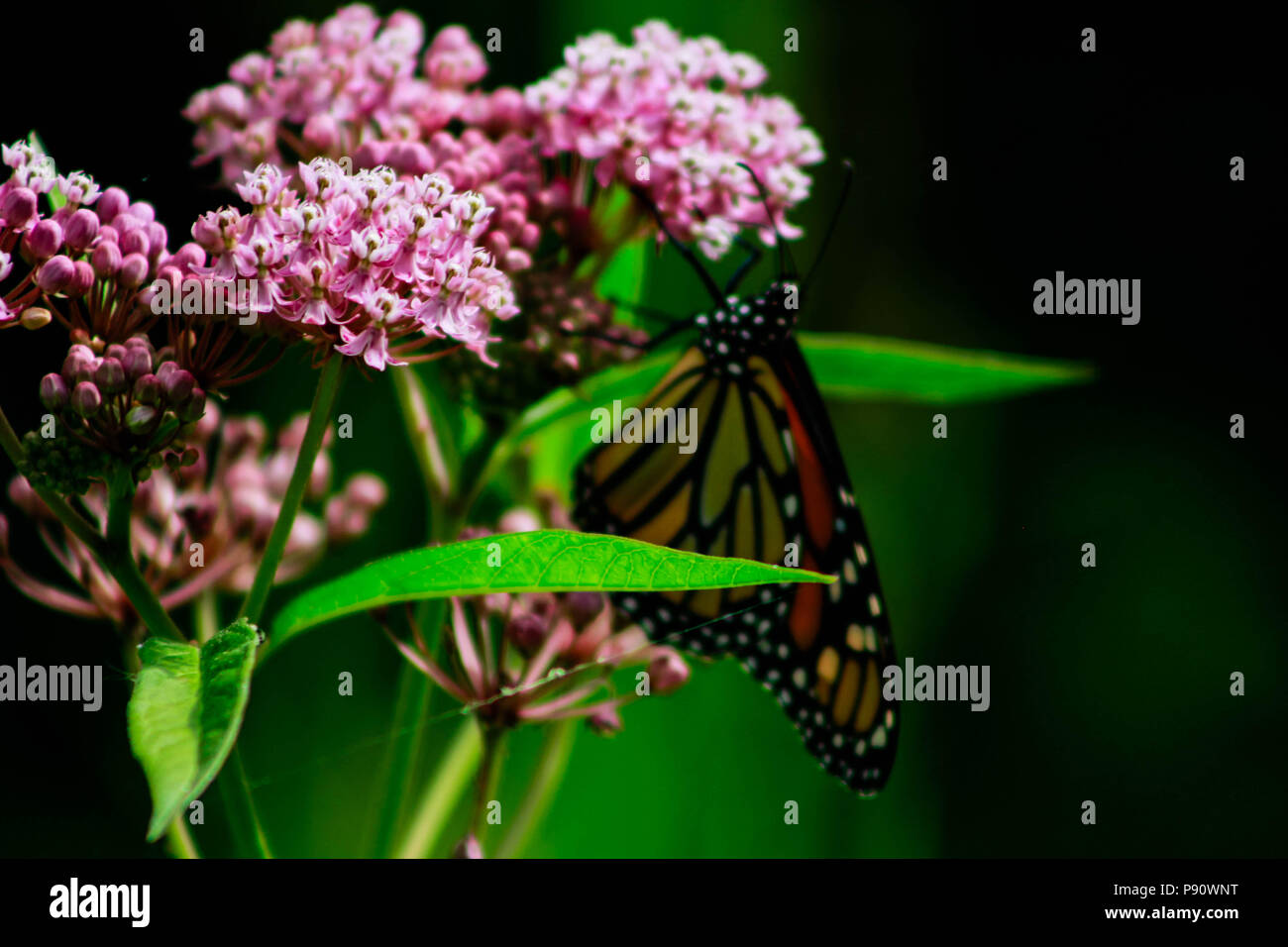 Monarch Butterfly on Flowers high contrast Stock Photo - Alamy