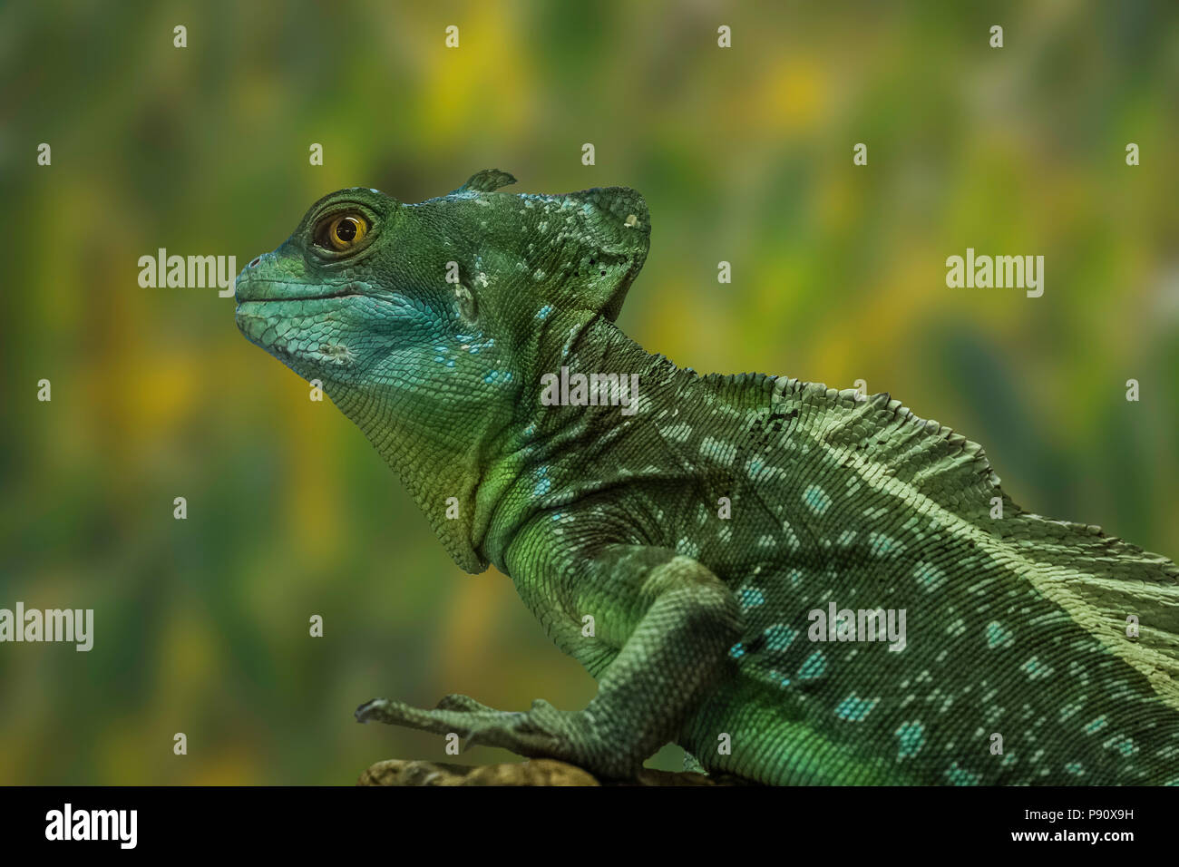 Basilisk scales hi-res stock photography and images - Alamy