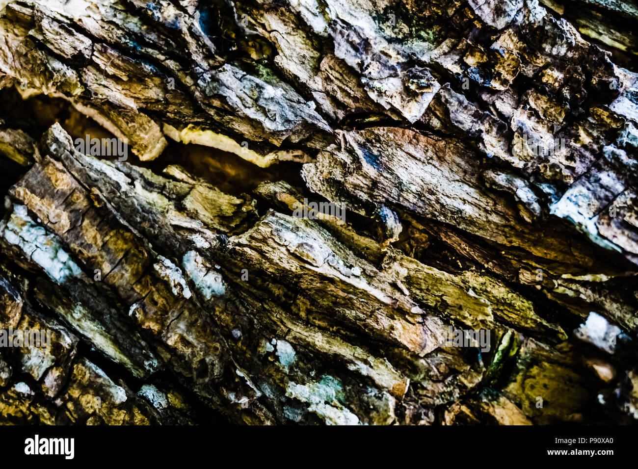 Aged tree bark texture - background Stock Photo - Alamy