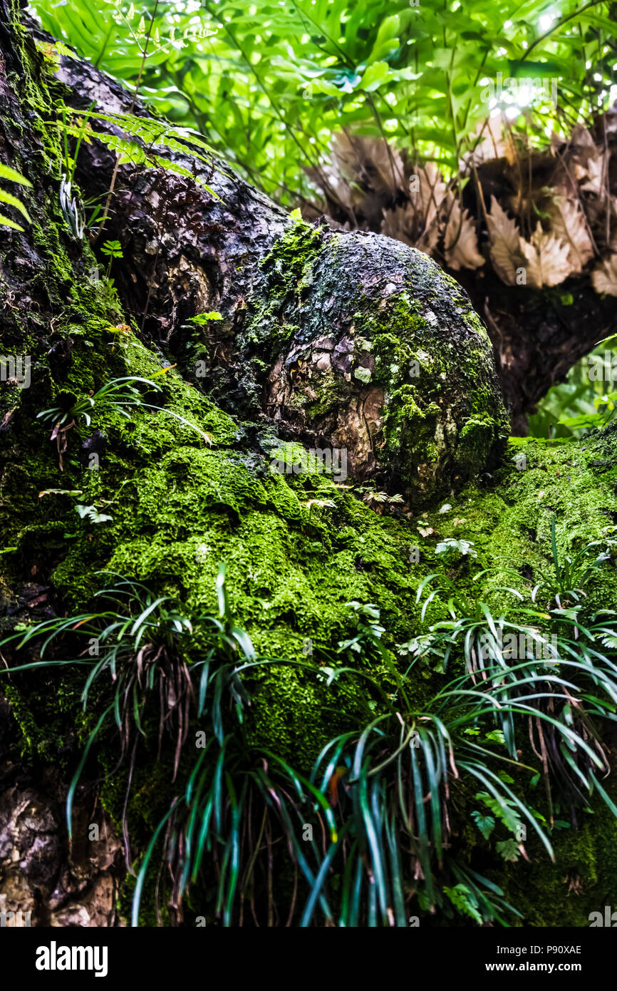 Close up view of moss and ferns growing in a tree Stock Photo - Alamy