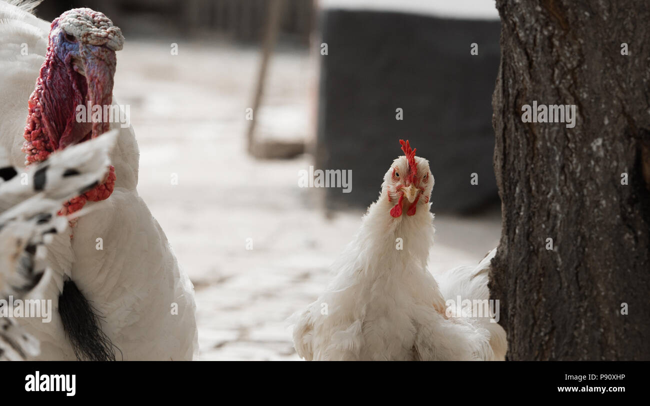 Turkey hens in field hi-res stock photography and images - Alamy