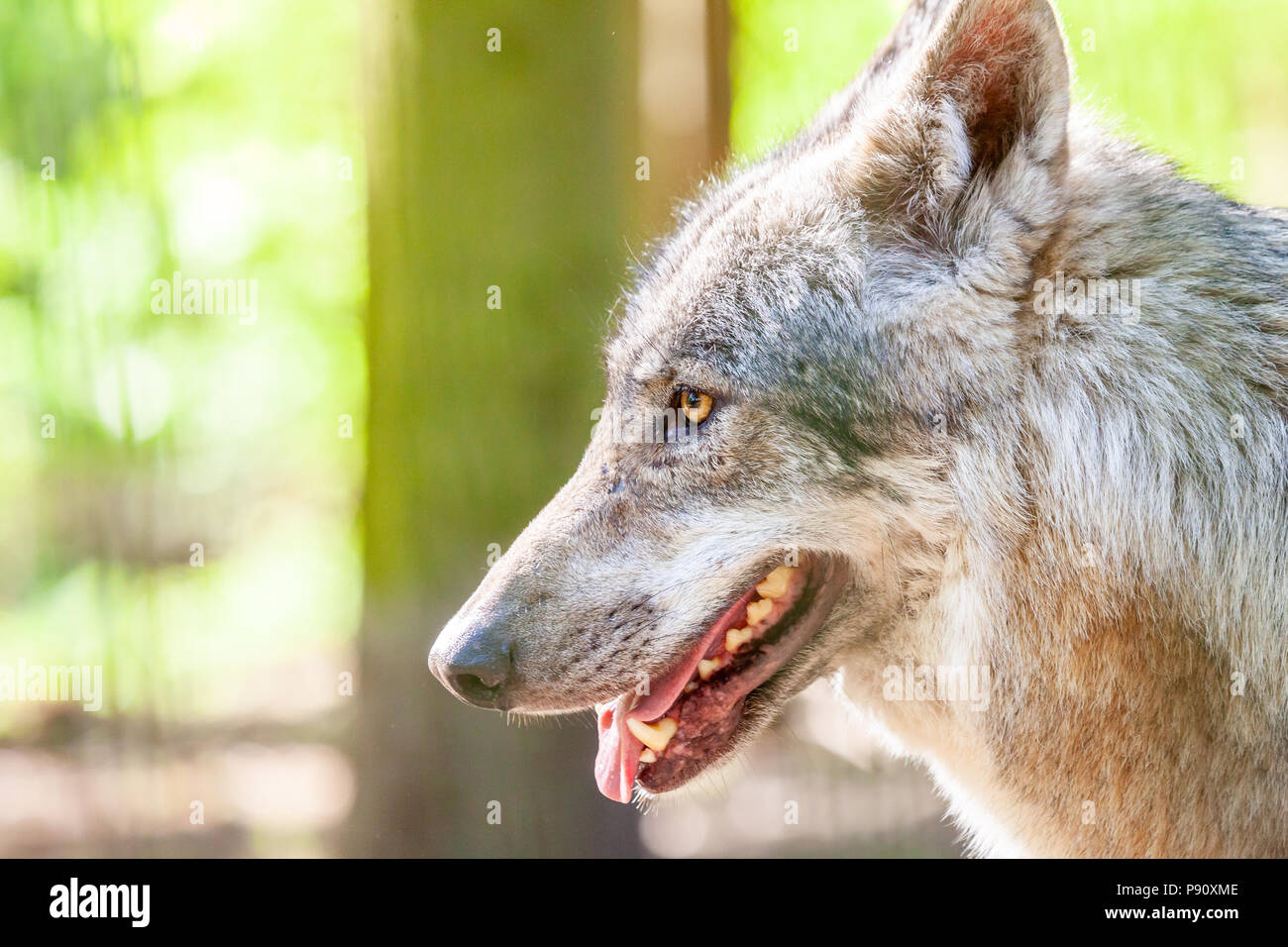 A wolf in the forest hi-res stock photography and images - Alamy