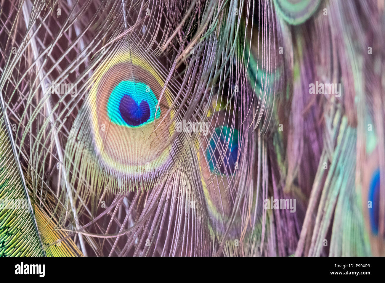 Peacock shape hi-res stock photography and images - Alamy