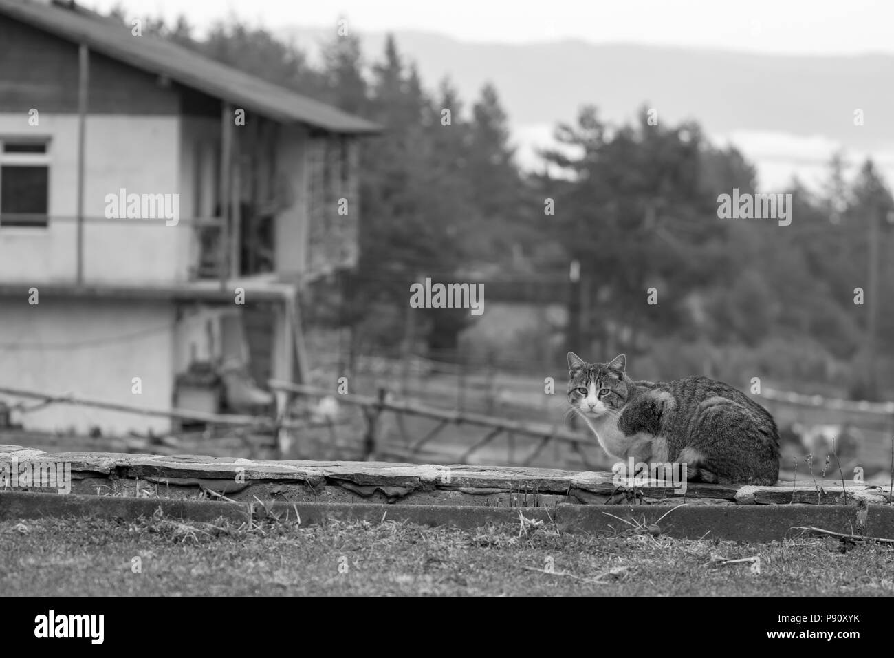 Sad cat standing in the garden looks in the camera, black and white ...