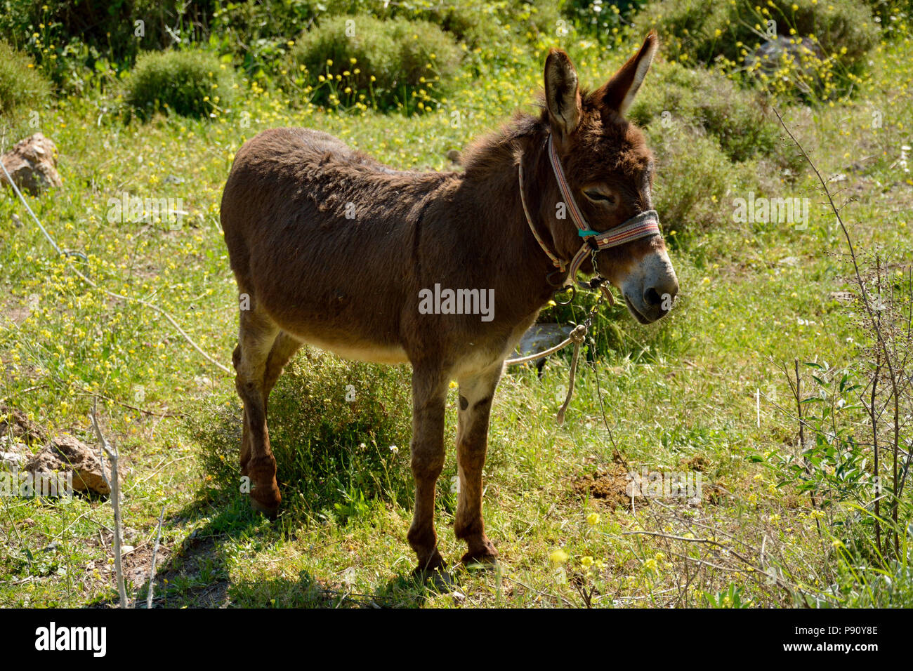 Domestic donkey on Bozburun peninsula near Marmaris resort town in ...