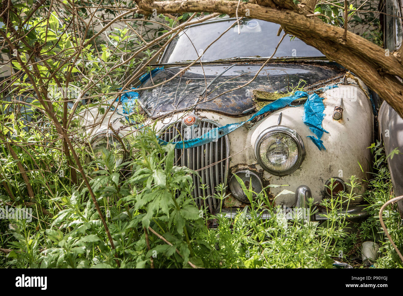 Car overgrown by weeds hi-res stock photography and images - Alamy