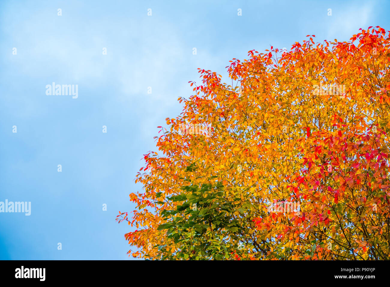 Autumn leaves with the blue sky background Stock Photo - Alamy