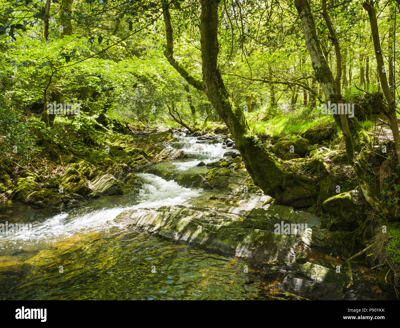 The East Okement River flows north from Dartmoor down through woods and ...