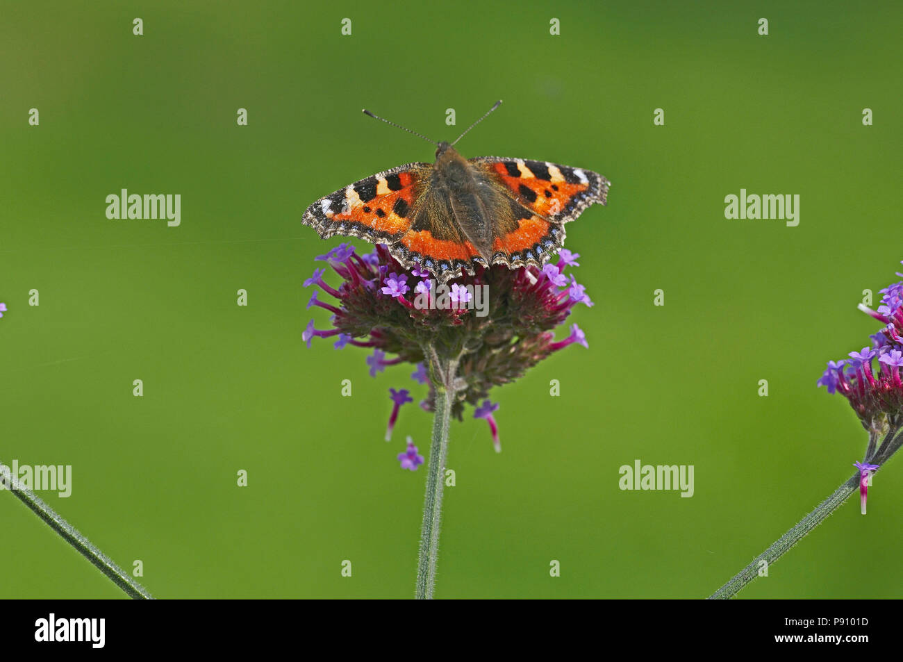 Tortoiseshell butterfly hi-res stock photography and images - Alamy